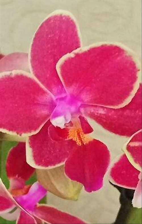 Орхидея фаленопсис Esmee