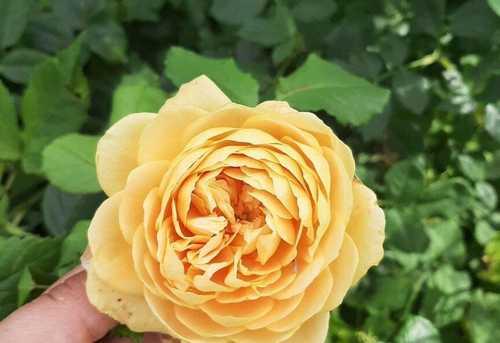Плетистая роза, Перовския многолетние растения