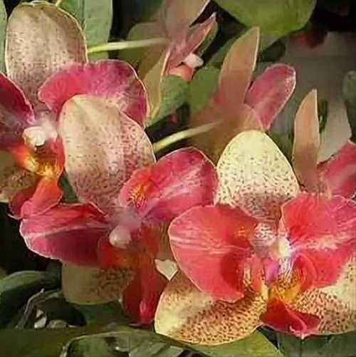 Орхидея Phal Chi-Yueh Kaleidoscope