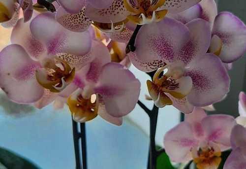 Орхидея Бо Пинк