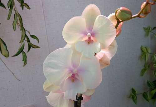 Орхидея фаленопсис биглип Ренуар/Renoir
