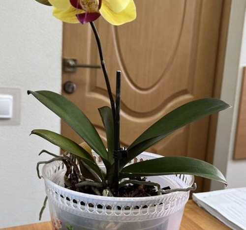 Орхидея фаленопсис Solid Gold