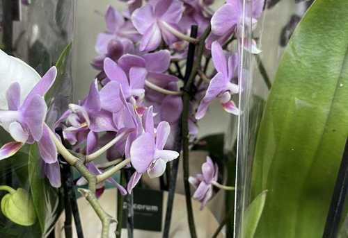 Орхидея парфюмерная фабрика