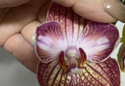 Орхидея фаленопсис Равелло Бантик