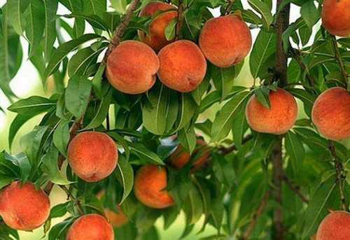 Саженцы персика