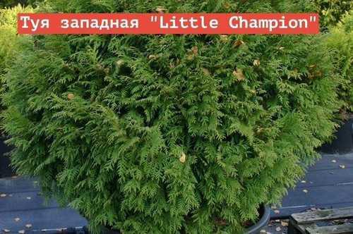 Туя западная Little Champion /С5 20-30 см