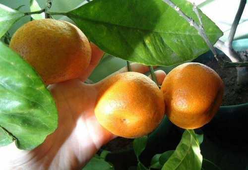 Саженцы мандаринового дерева оптом
