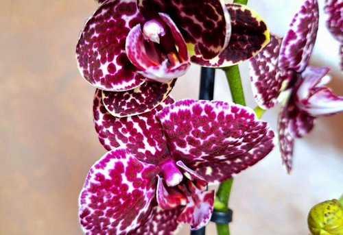 Орхидея фаленопсис 2 цв