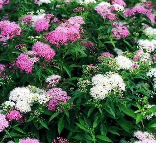 Спирея японская (Spiraea japonica "Genpei")