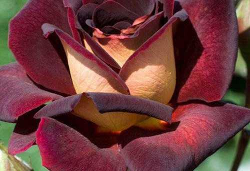 Красивые розы "эдди митчел" саженцы оптом