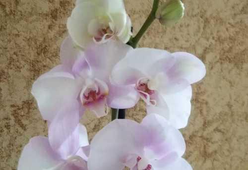 Сортовая орхидея (сорт Naomion)