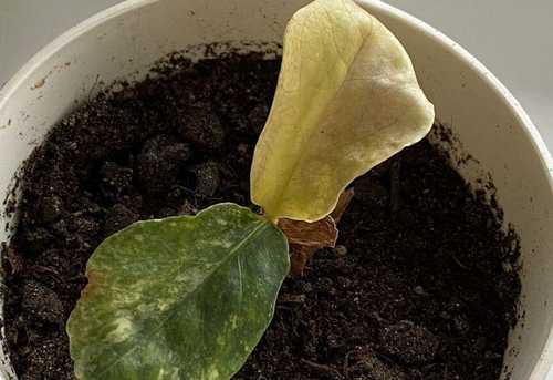 Замиокулькас вариегатный шорт лив растение целиком
