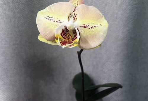 Орхидея Мандала