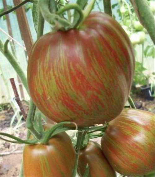 Семена томатов Тай Дай Хаат