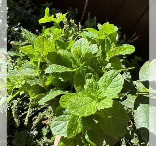 Мята перечная рассада