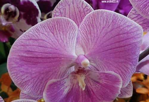 Орхидея фаленопсис разные