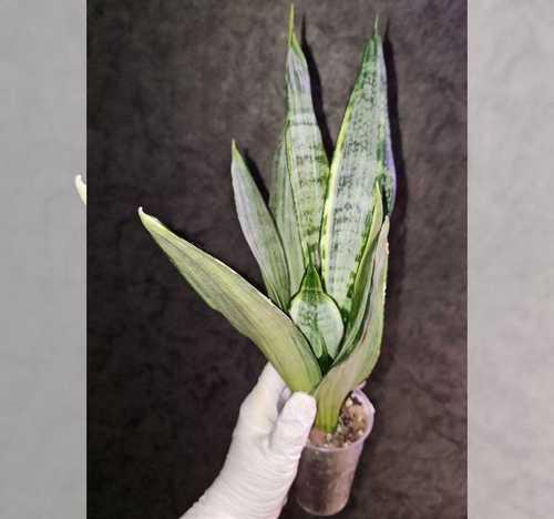 Сансевиерия Моргенштерн, Sansevieria Morgenshtern