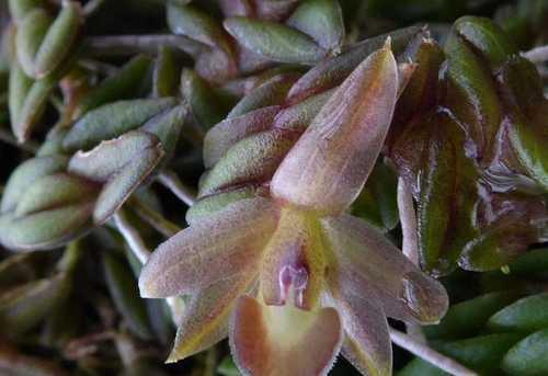 Орхидея Epidendrum schlechterianum