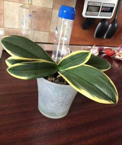 Орхидея Phal. Chia E Yenlin (variegata)