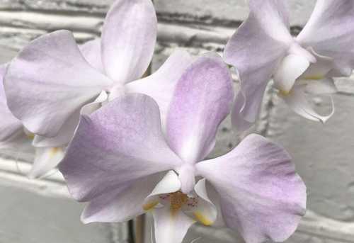 Природник phal. sanderiana - орхидея фаленопсис