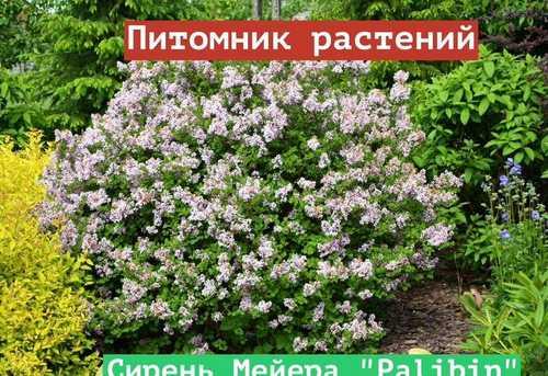 Саженцы Сирень Мейера Palibin