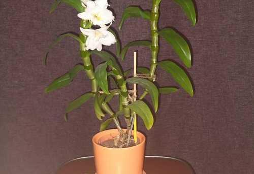 Орхидея dendrobium. отросток