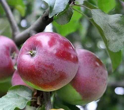 Саженцы яблони сорта "Белорусское малиновое"