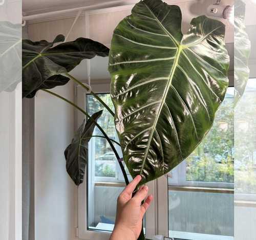 Alocasia red back Алоказия лонгилоба