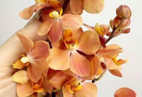 Орхидея фаленопсис Ирен Добкин