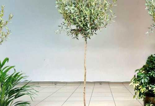Оливковое дерево 175см