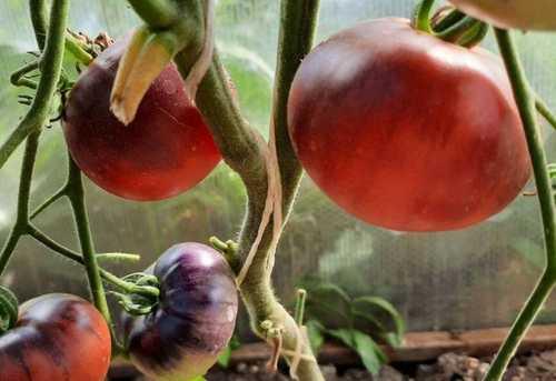 Фиолетовые томаты (коллекционные семена)