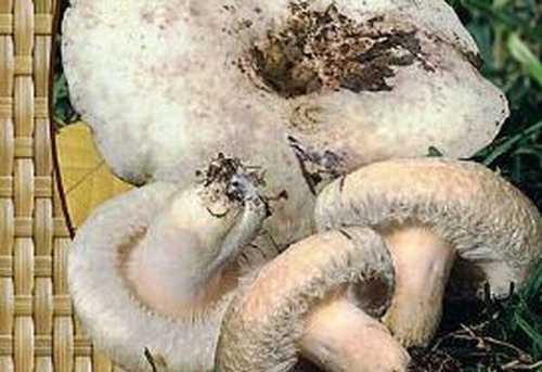 Мицелий грибов "Груздь настоящий"