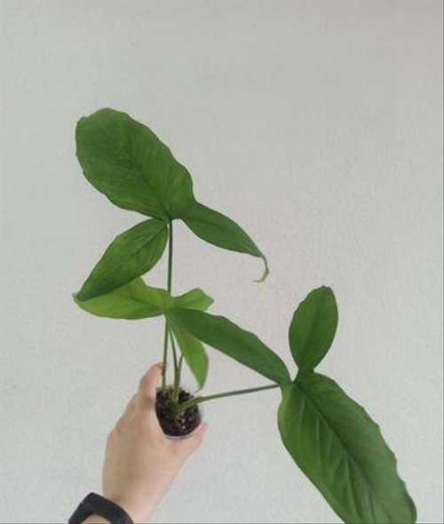 Сингониум podophyllum (подофиллум)
