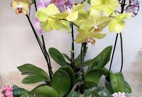 Орхидеи и цикламен
