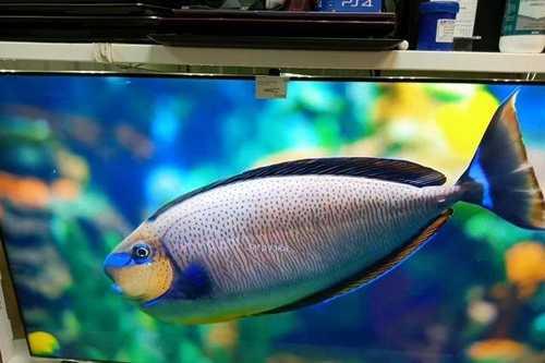 Телевизор Samsung UE55F8000 139см Smart TV 3D