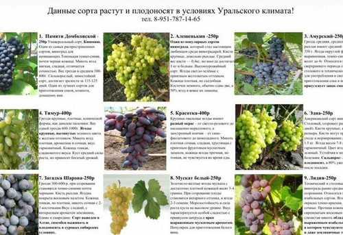 Саженцы винограда, многообразие сортов