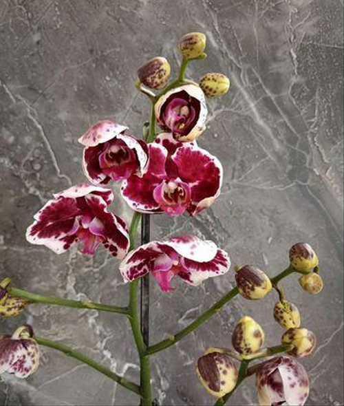 Орхидея фаленопсис Purple rain