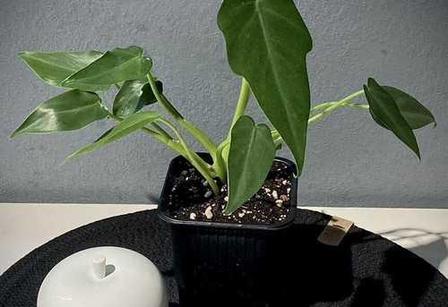 Филодендрон сильвер квин- комнатное растение