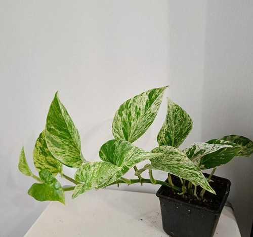 Эпипремнум Marble Queen