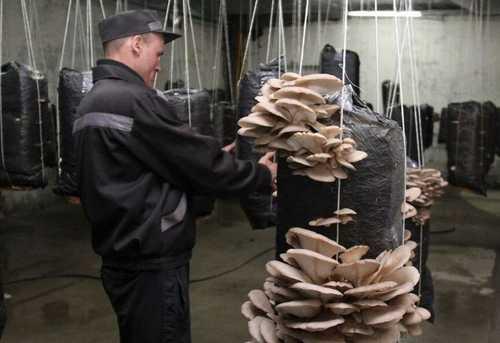 Мицелии грибов вешенка от 2 кг доставка