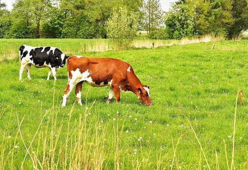 Коровий перегной, сыпец. 3 - 10 лет. гост:5.4653