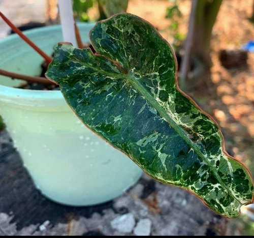 Philodendron Billietiae variegated mutation