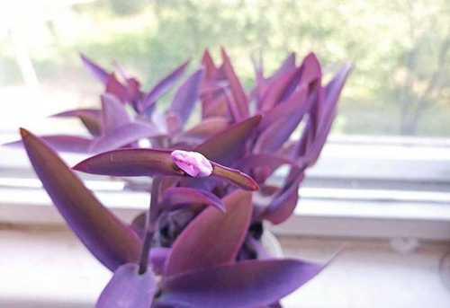 Традесканция пурпурно-фиолетовая