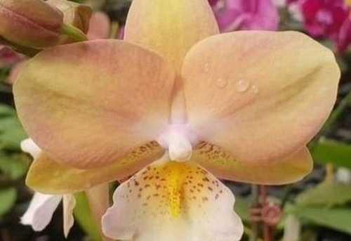 Орхидея Milagro не цветёт