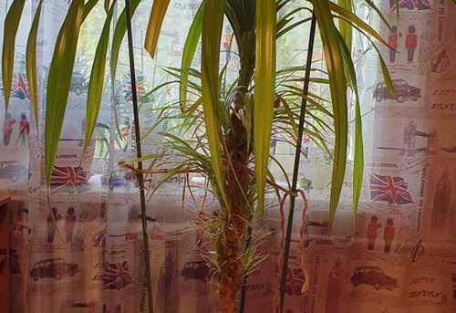 Растение домашнее панданус, пальма