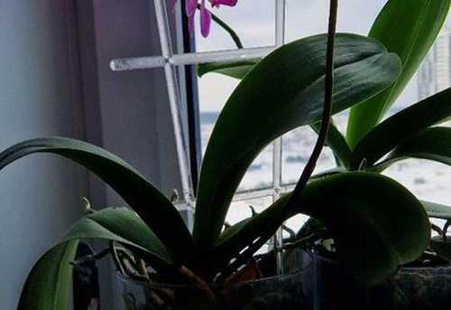 Орхидея белая обмен