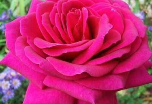 Роза ч/г «Большая пурпурная»
