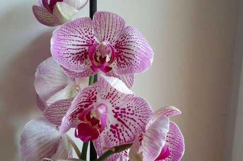 Орхидея фаленопсис Mansion