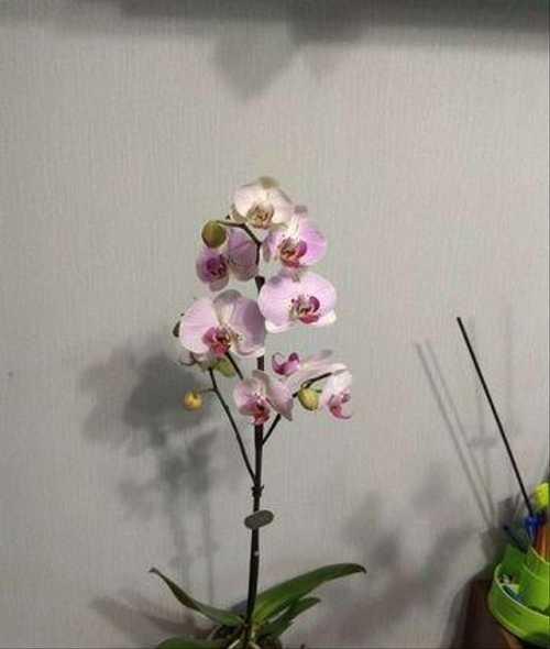 Орхидея фаленопсис Loire