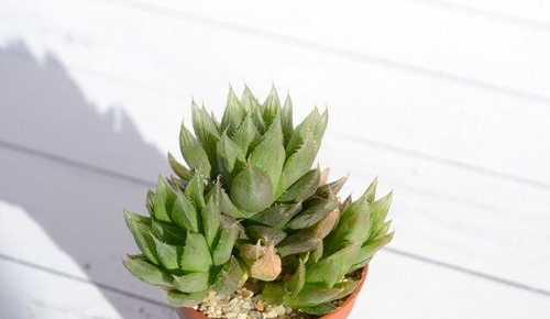 Haworthia sp. (Хавортия) (SCT29279)